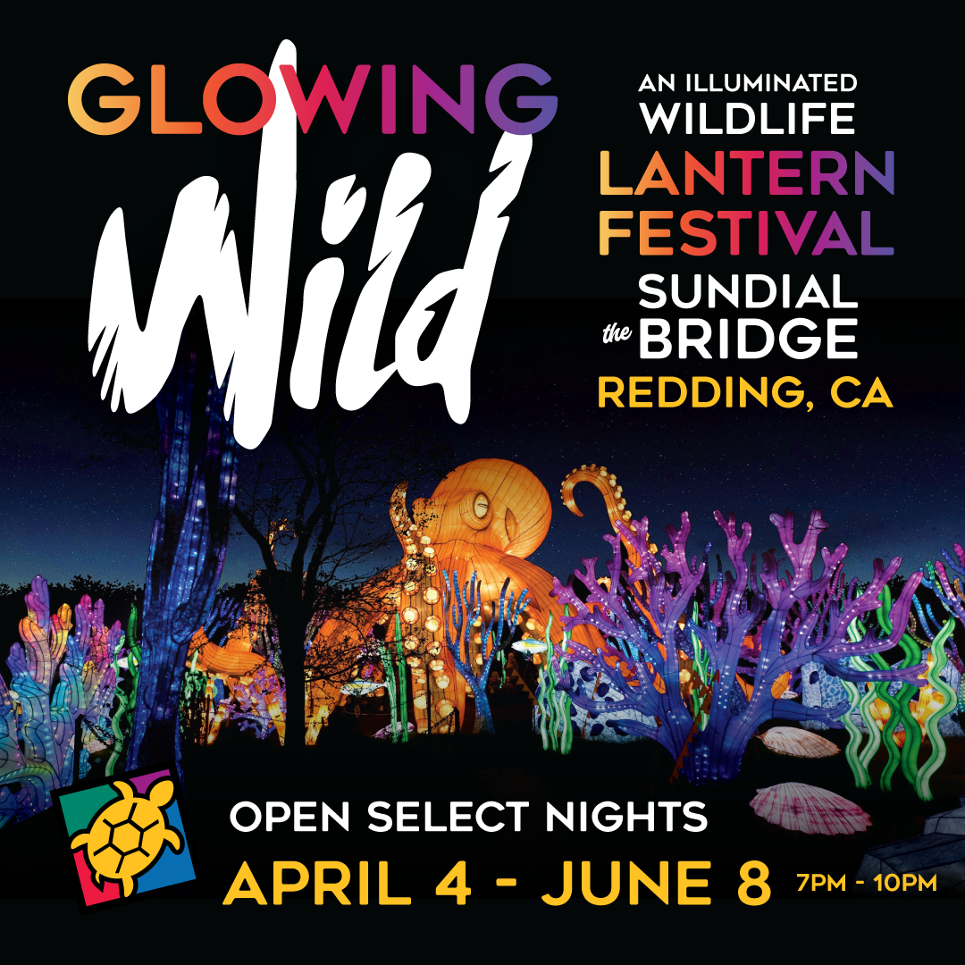 GLOWING WILD LANTERN FESTIVAL AT TURTLE BAY | VISIT REDDING